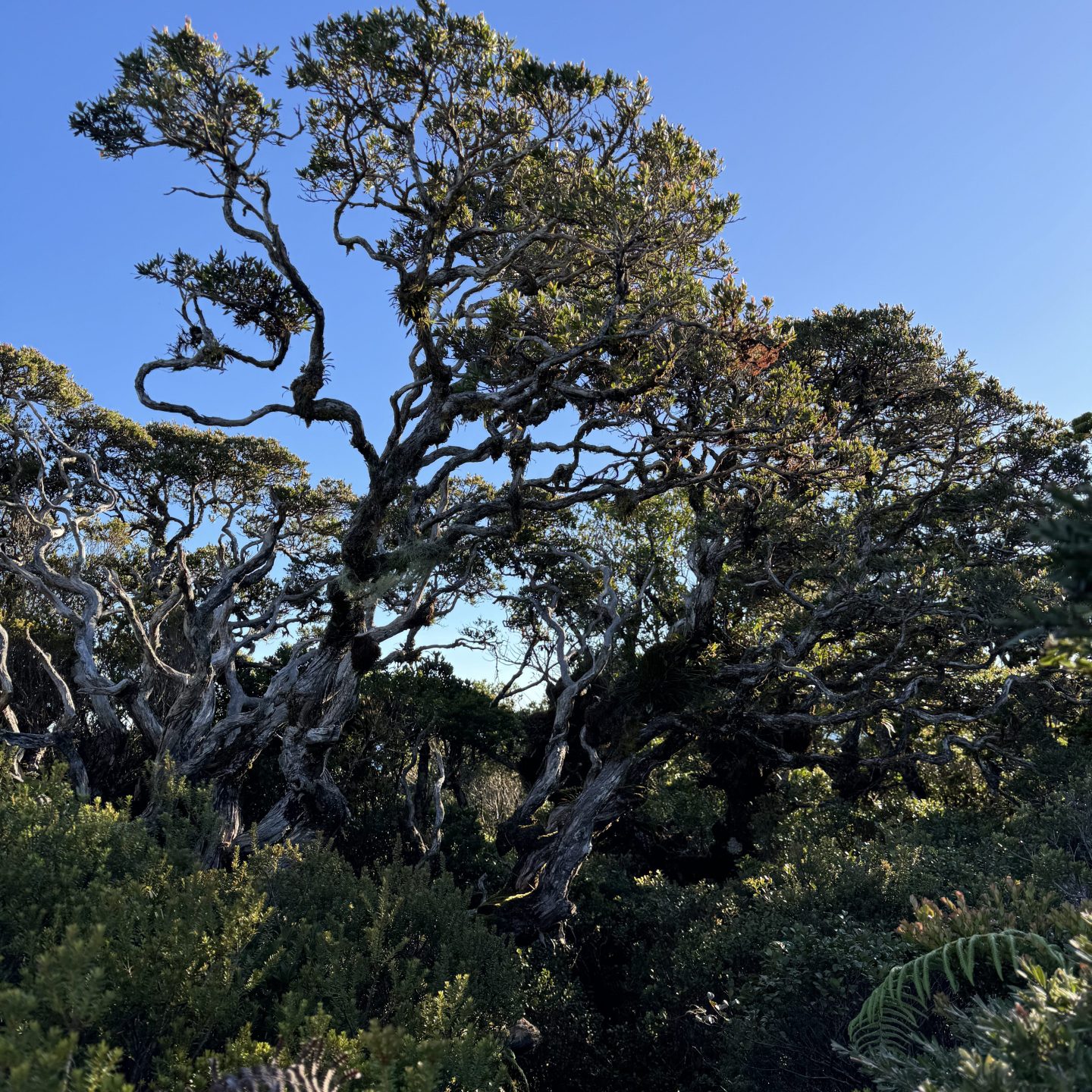 A Chill Adventure Hike to Mount Sicapoo, via Apayao Trail – Chill ...