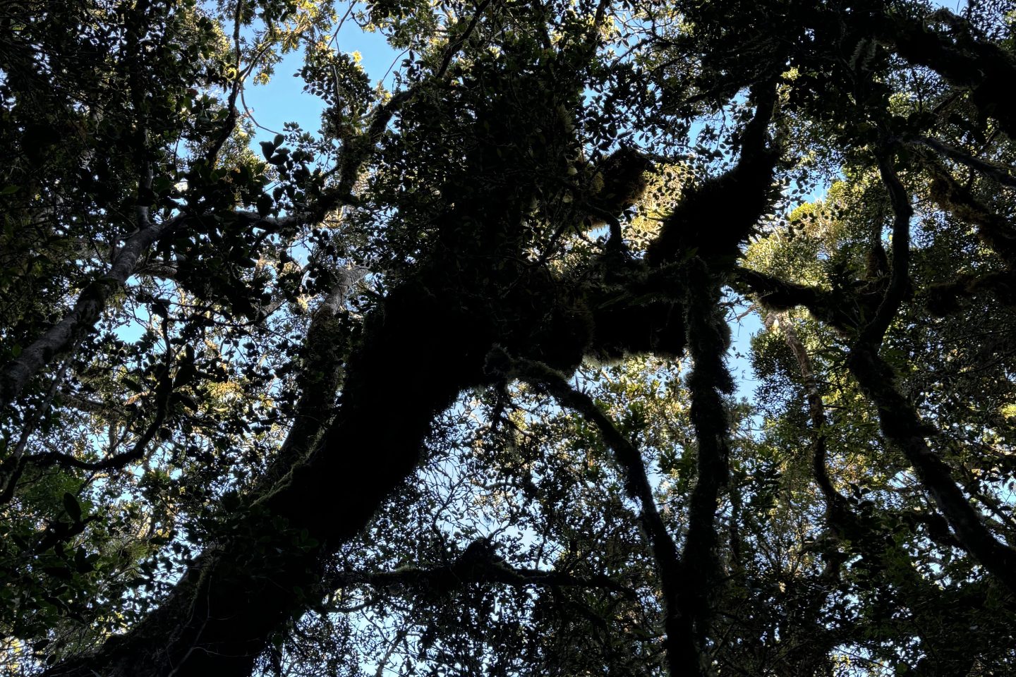 A Chill Adventure Hike to Mount Sicapoo, via Apayao Trail – Chill ...