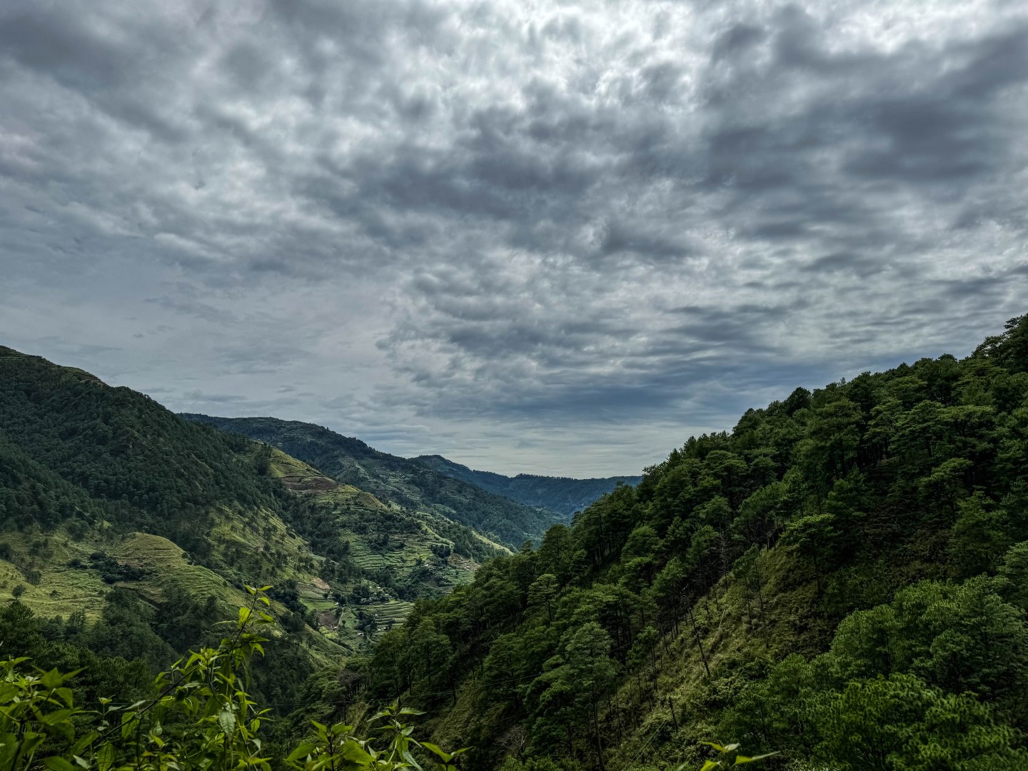 Is Akiki Really a Killer Trail? A Chill Adventure to Mt. Pulag via ...